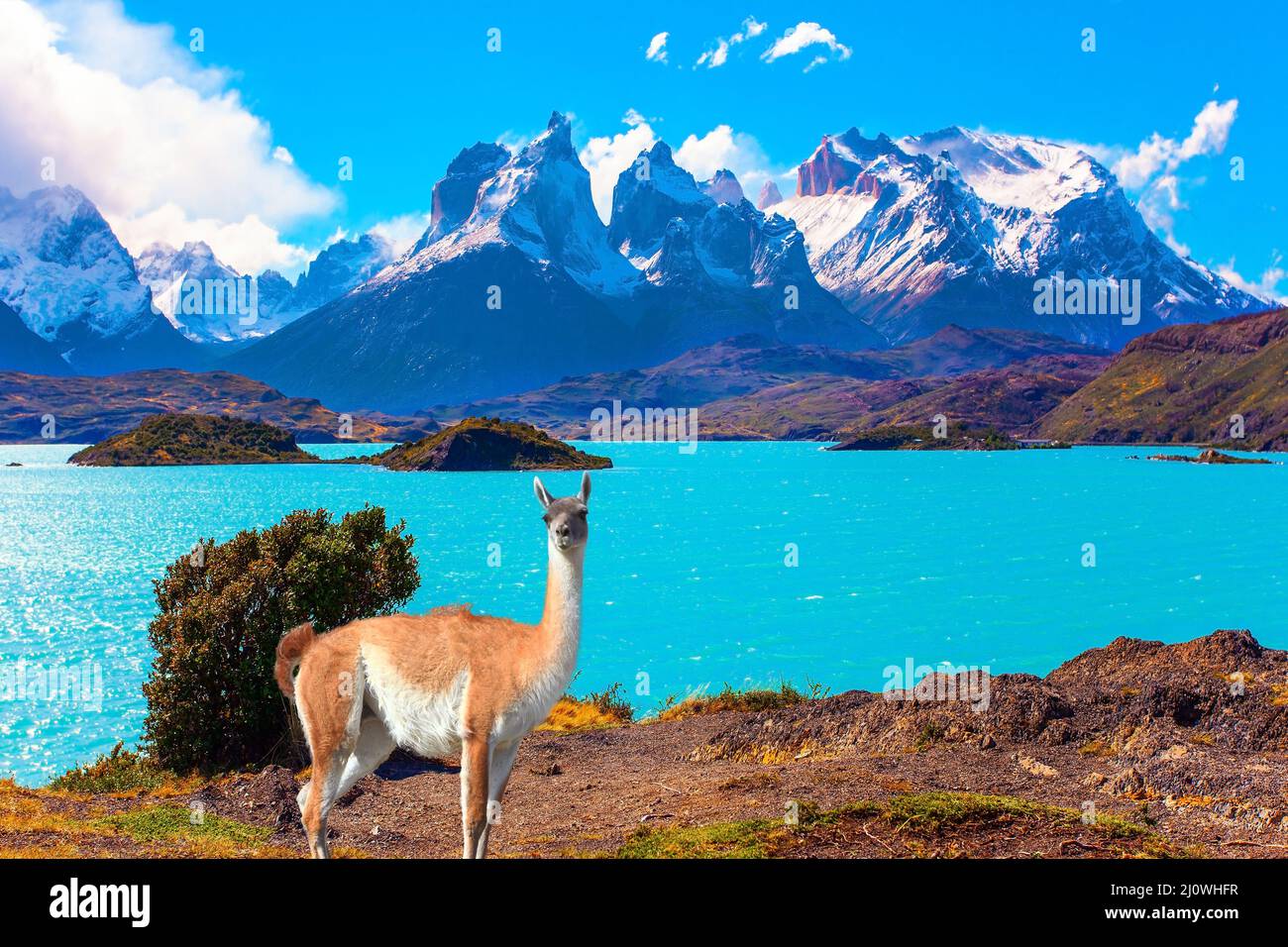 Los cuernos guanaco del paine hi-res stock photography and images - Alamy