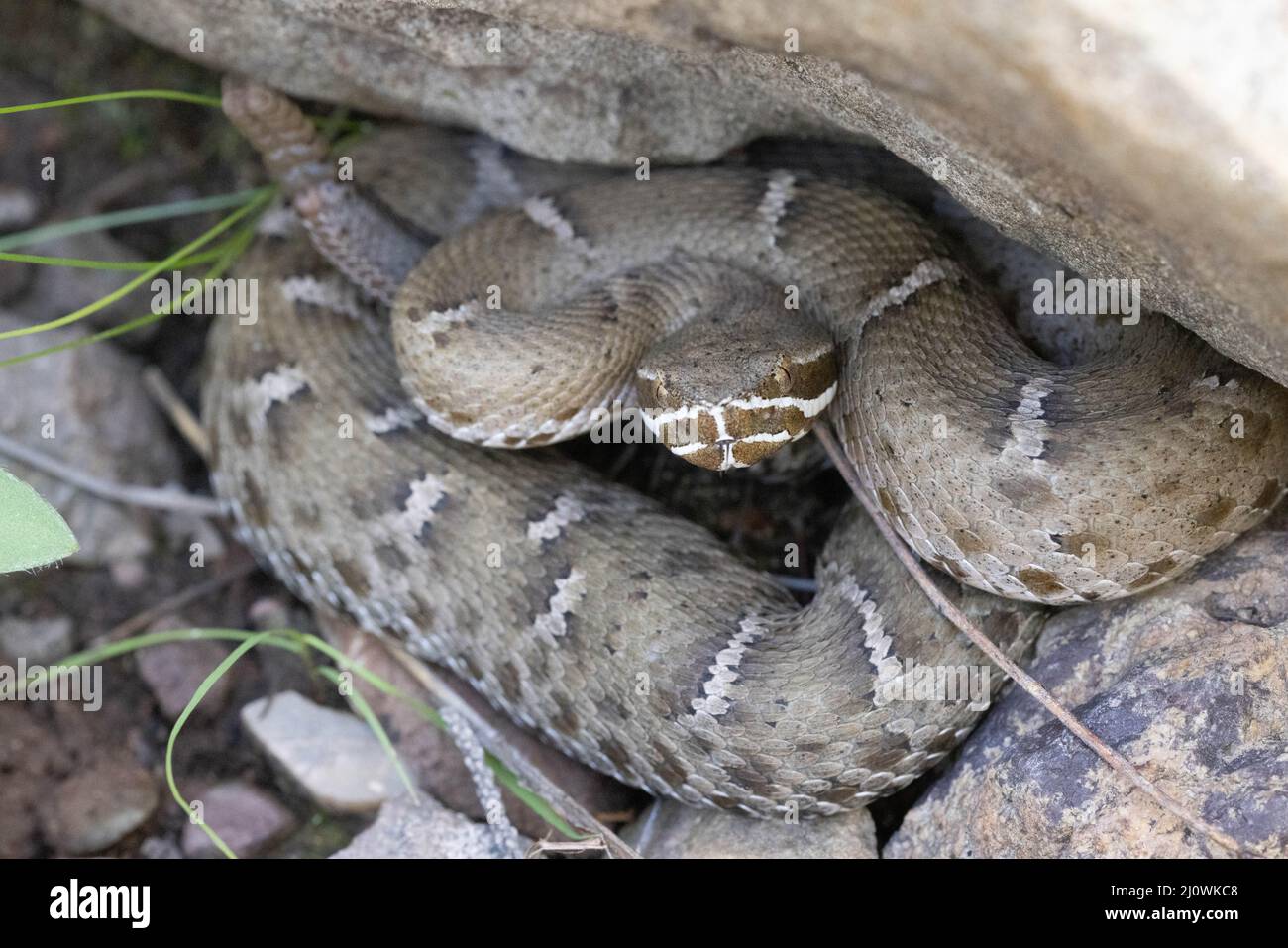 Arizona Ridge-nosed Rattlesnake, Huachuca Mountains, Arizona, USA Stock ...