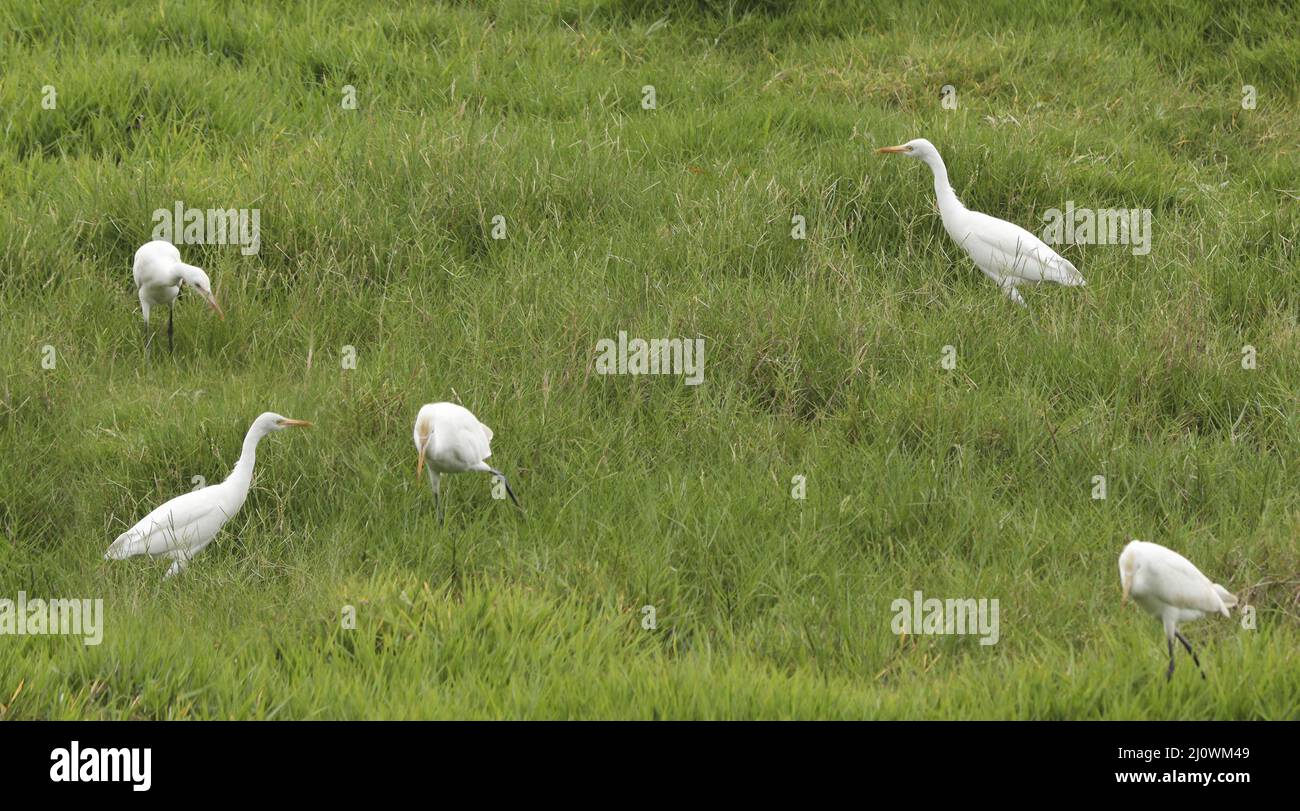 Flock of white great egret in the grass Stock Photo - Alamy
