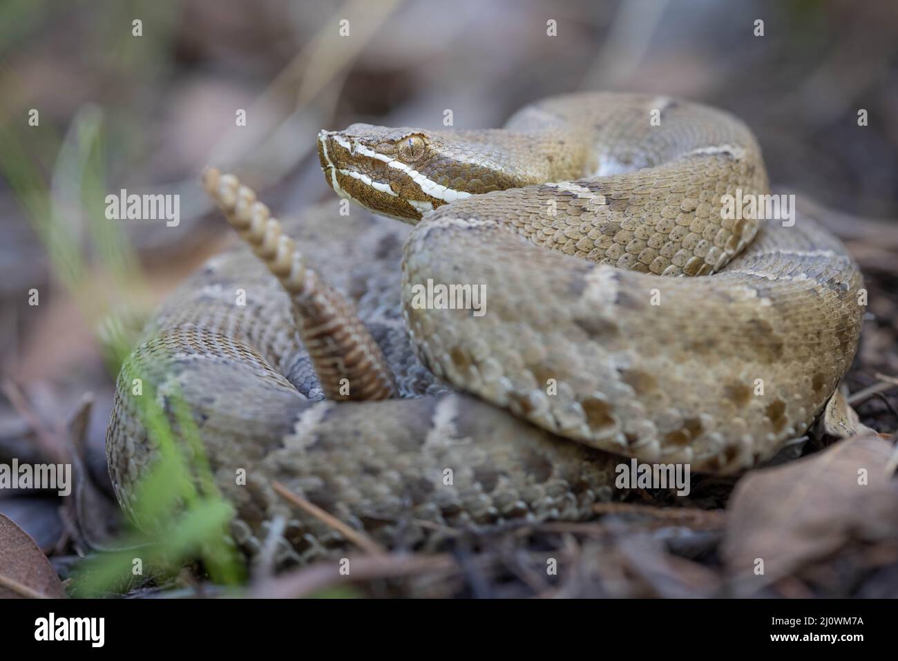 Arizona Ridge-nosed Rattlesnake, Huachuca Mountains, Arizona, USA Stock ...