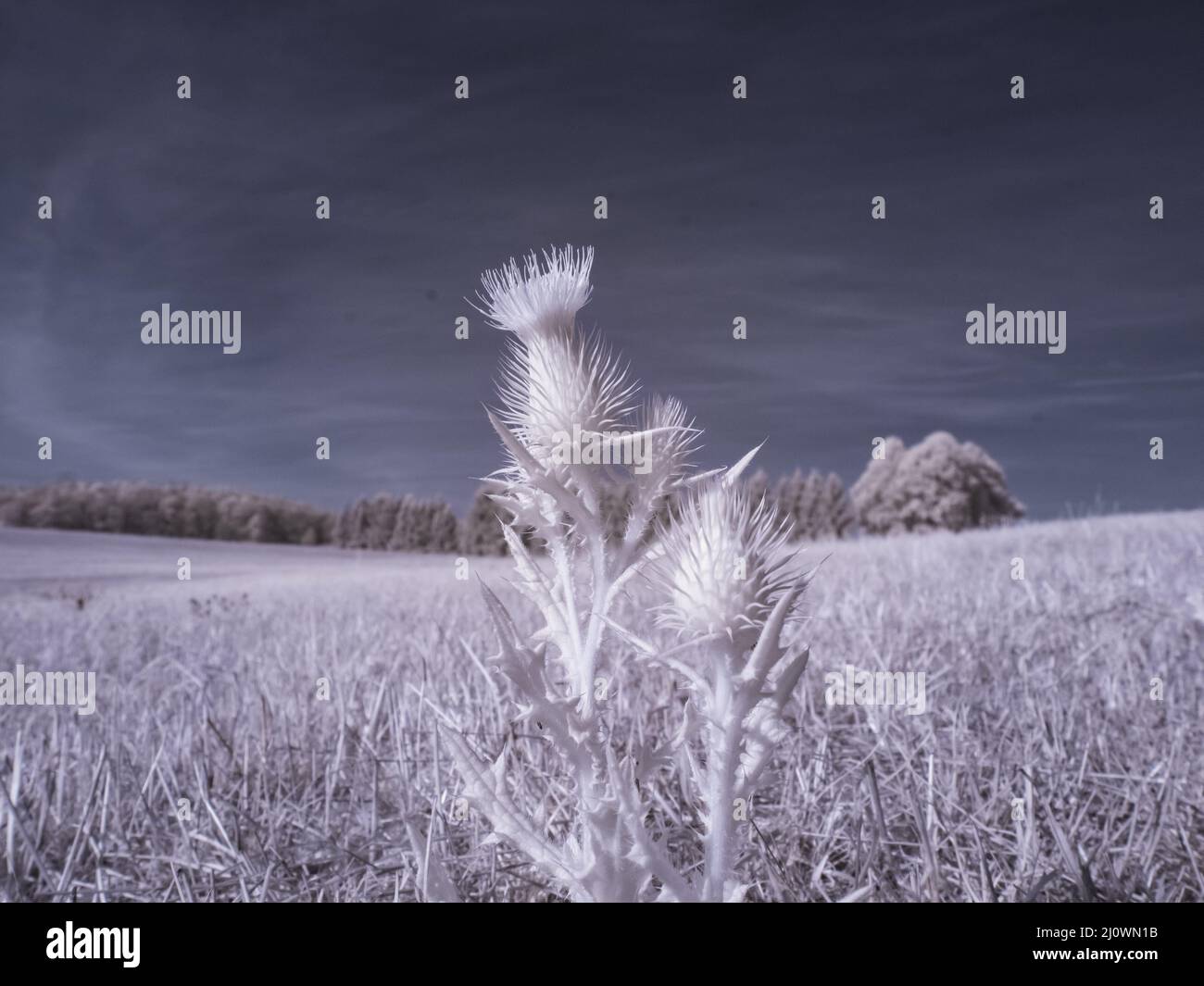 Grayscale shot of thistle flowers in the winter landscape Stock Photo ...