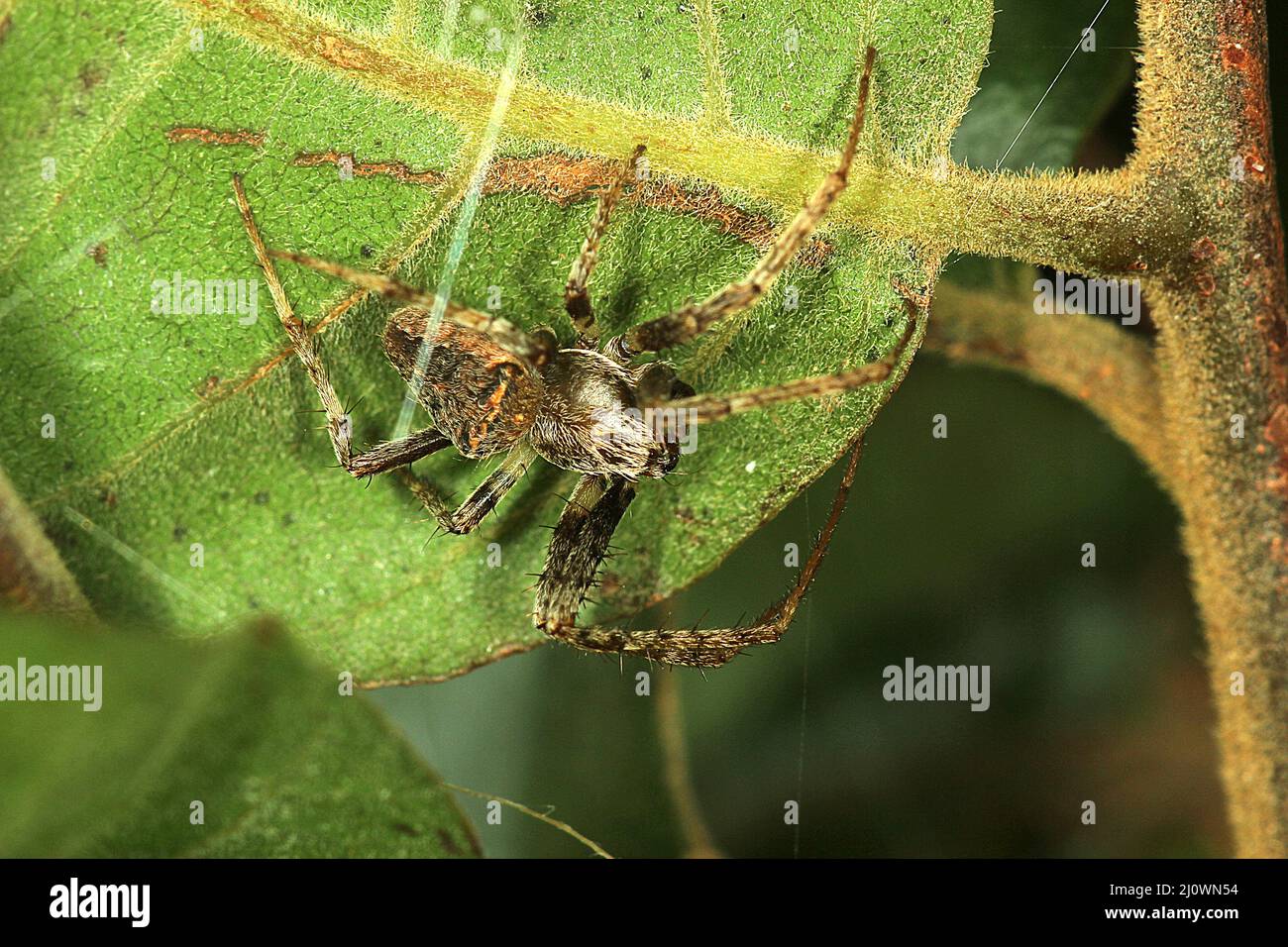 Male & female orbweb spider (Zearaena sp Stock Photo - Alamy