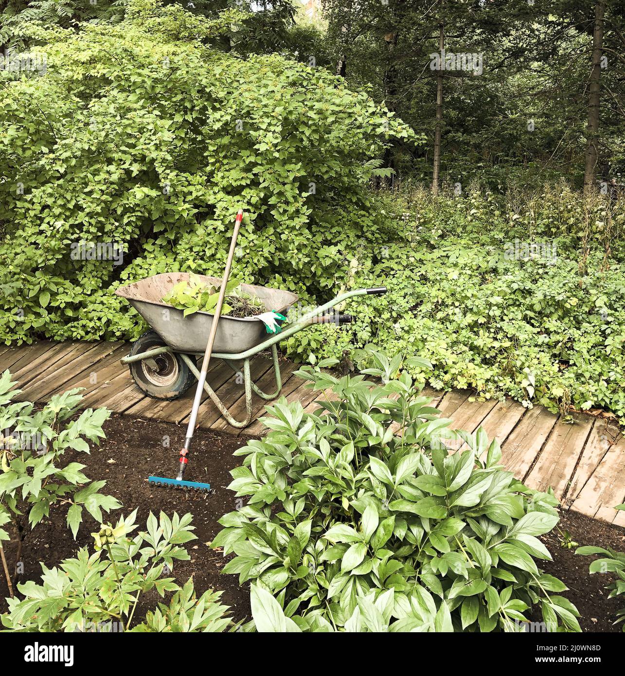 Wheelbarrow and rake, essential gardening tools for planting and ...
