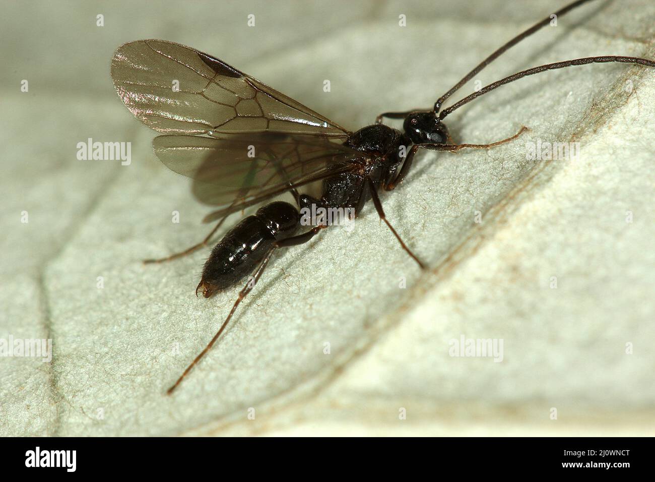 Winged ant hi-res stock photography and images - Alamy