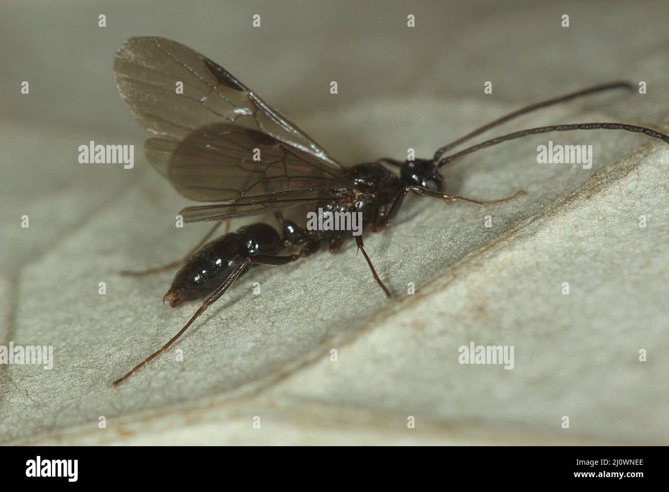 Winged ant hi-res stock photography and images - Alamy