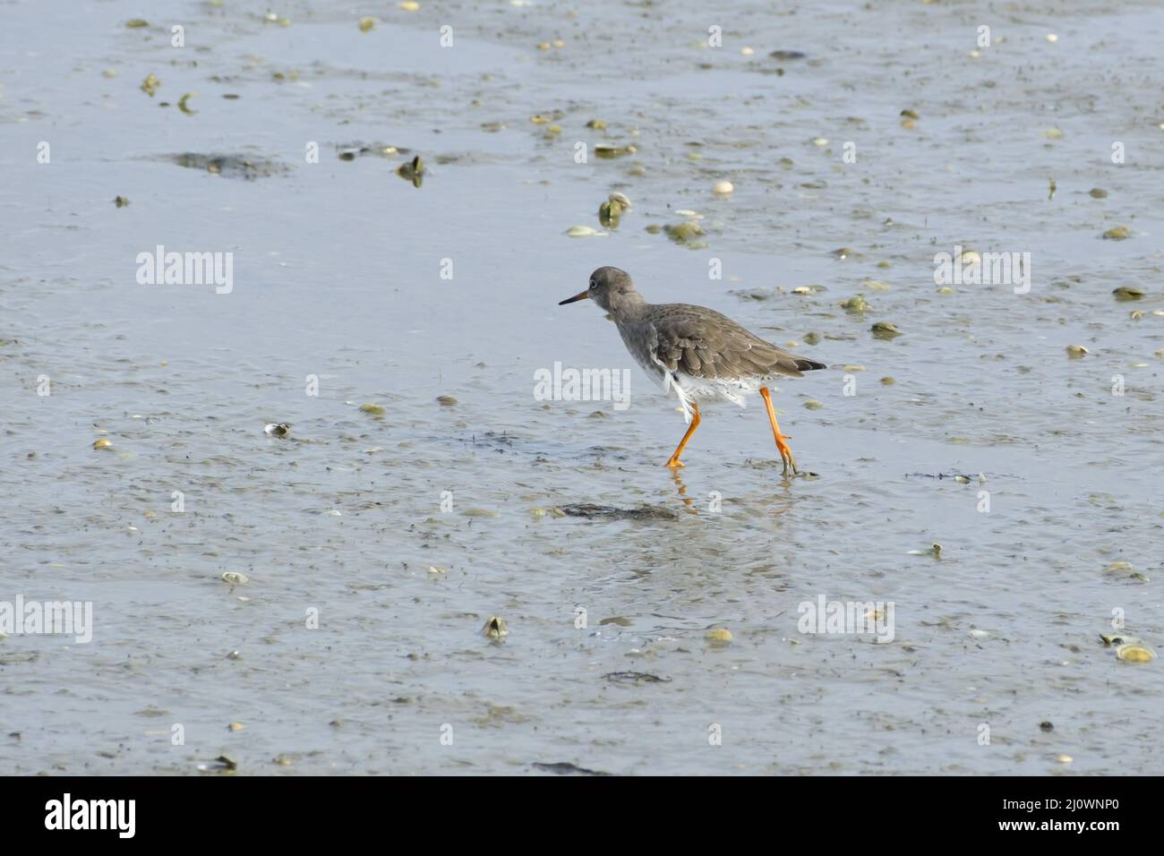 Redshank stands hi-res stock photography and images - Alamy