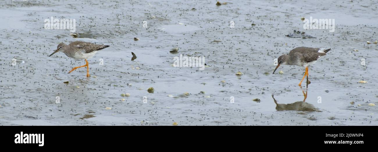 Redshank stands hi-res stock photography and images - Alamy
