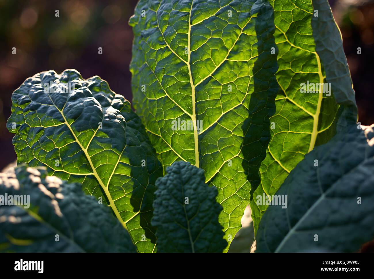 Kale cultivation hi-res stock photography and images - Alamy
