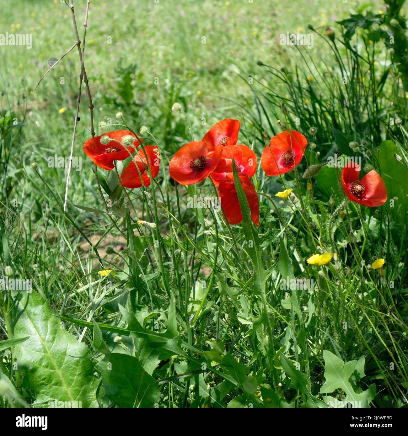 Poppies growing at the side of a road in Tuscany Stock Photo - Alamy