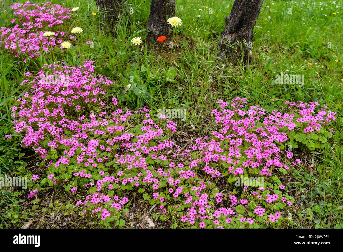 Wild flowers beneath a tree in Tuscany Stock Photo - Alamy