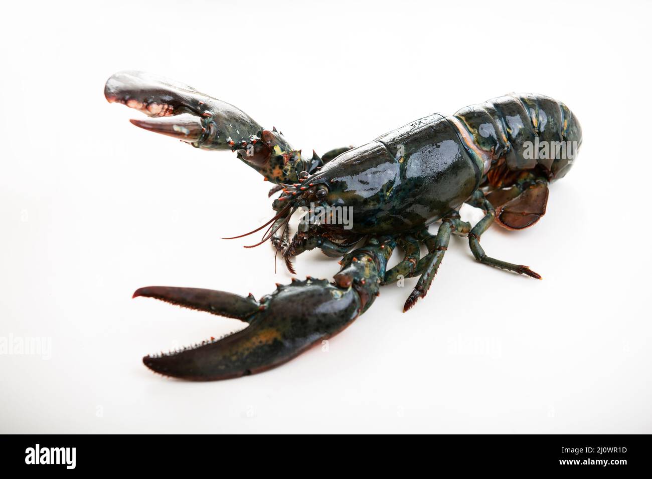 Lobster food photography hi-res stock photography and images - Alamy