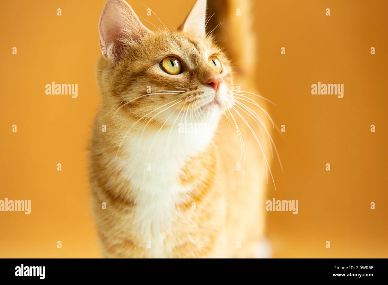 Ginger cat walking leisurely - stock photo Stock Photo - Alamy