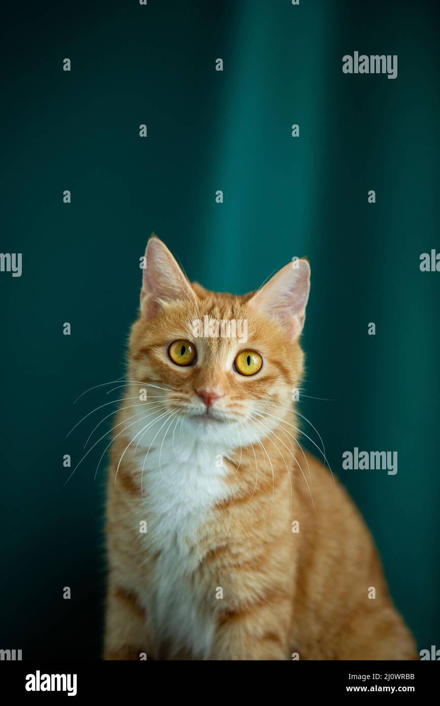 Vertical cute ginger cat hi-res stock photography and images - Alamy