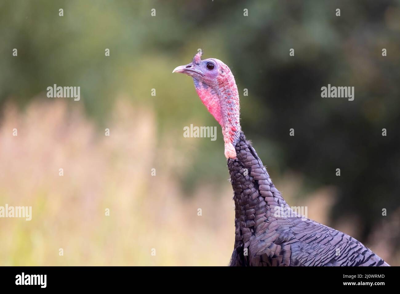 Rio Grande Wild Turkey, Bosque del Apache National Wildlife Refuge, New ...