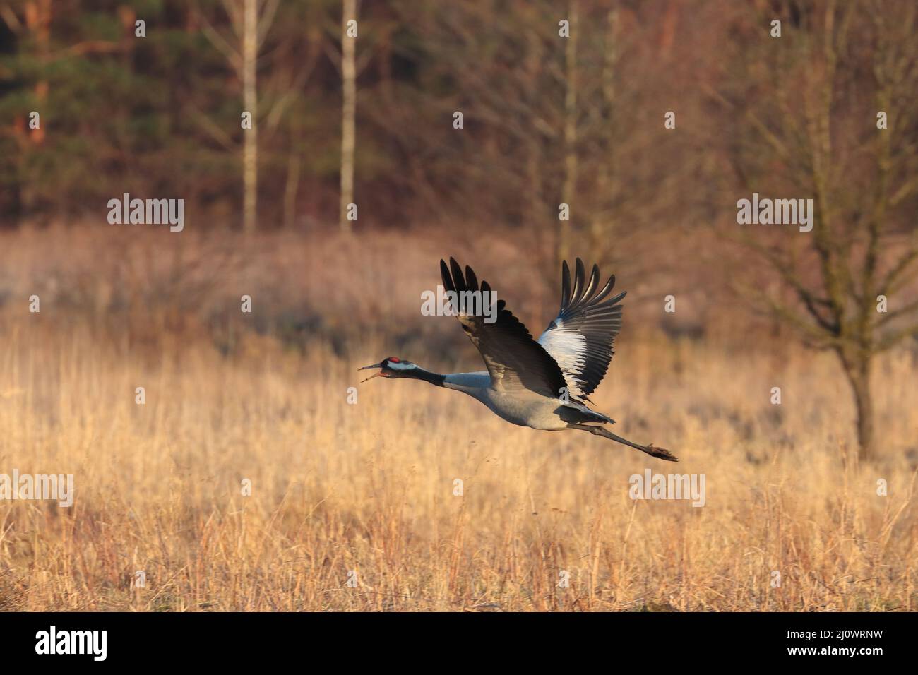 Crane in flight Stock Photo - Alamy