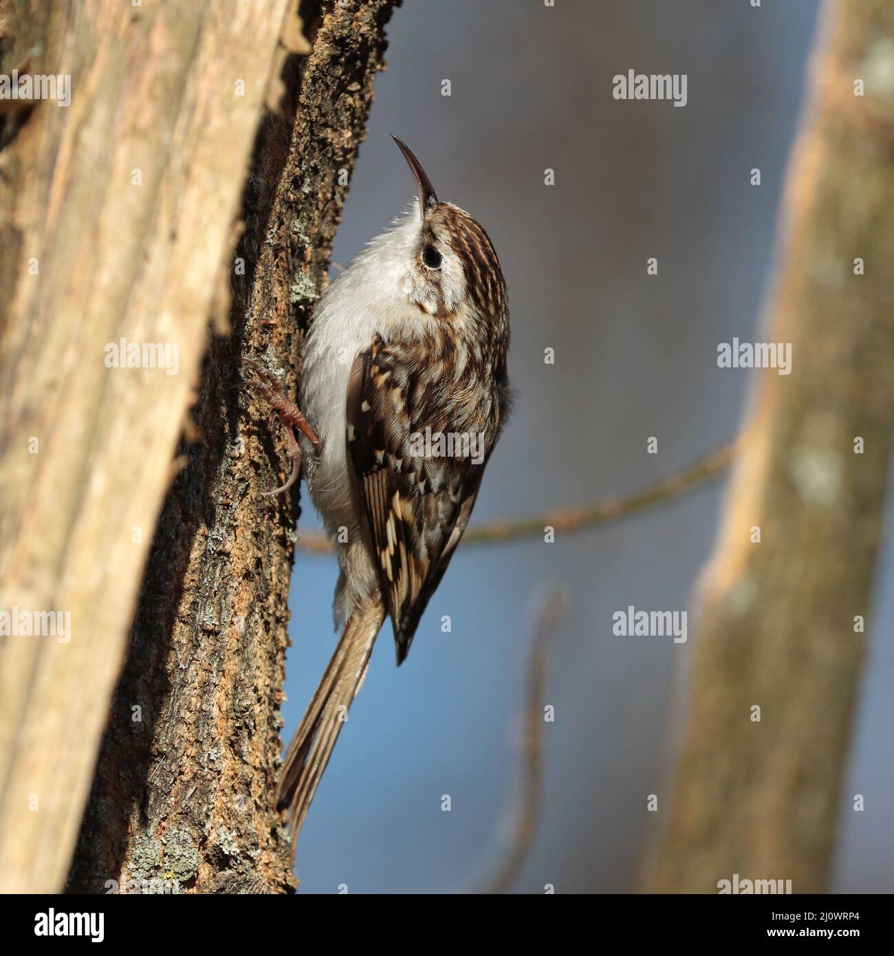 creeper, little quick bird Stock Photo - Alamy