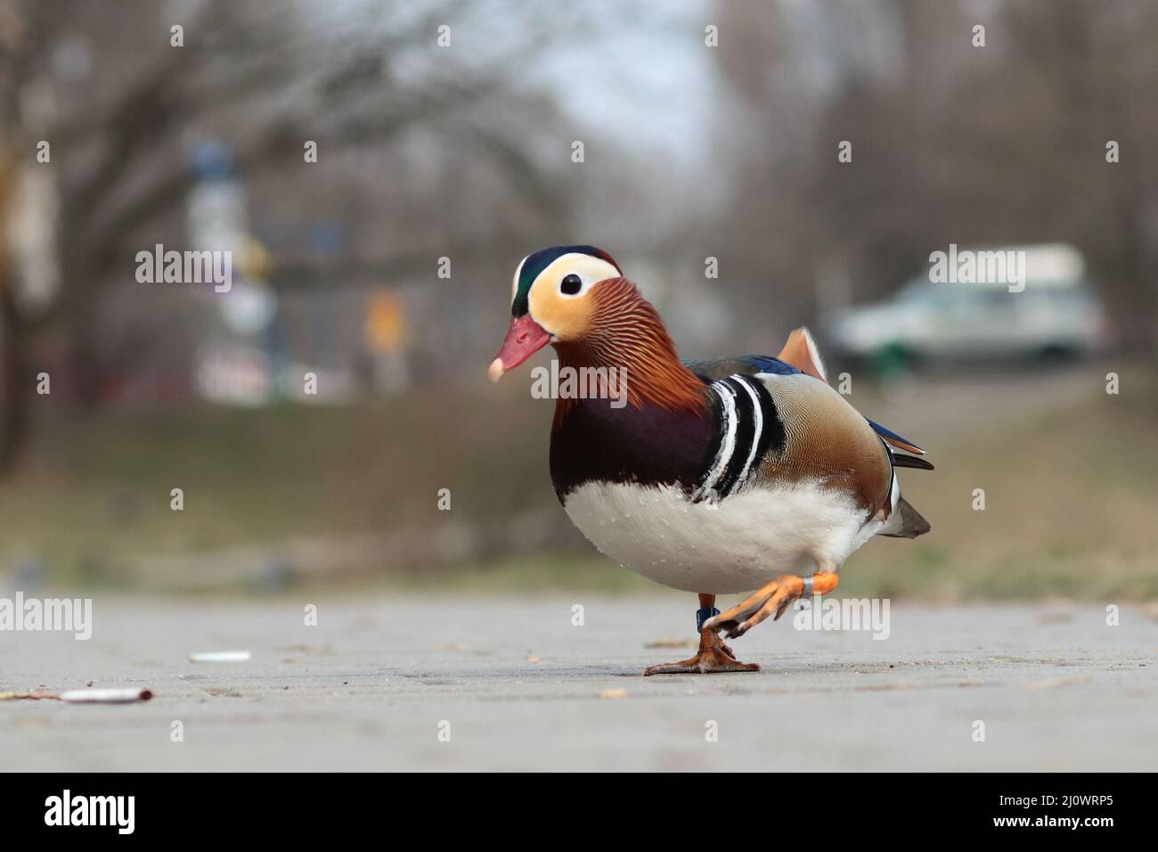 Beautiful colorful mandarin duck, male Stock Photo - Alamy