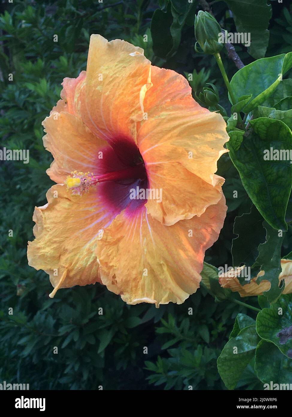 Big flower of a Hibiscus rosa-sinensis Stock Photo - Alamy