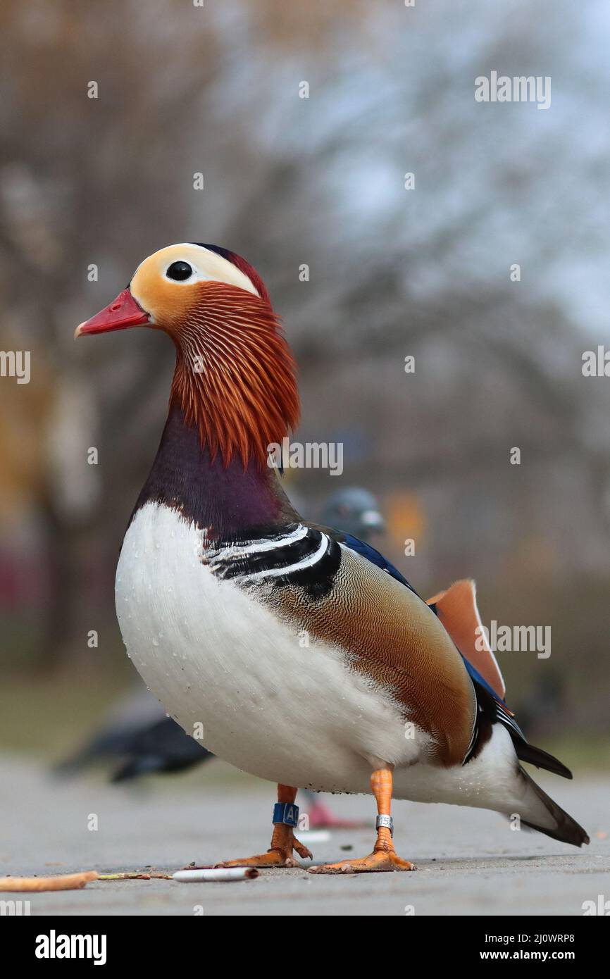 Mandarin duck male hi-res stock photography and images - Alamy