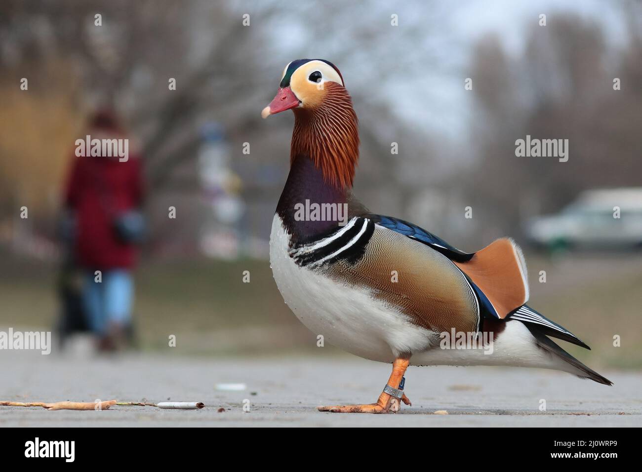 Beautiful colorful mandarin duck, male Stock Photo - Alamy