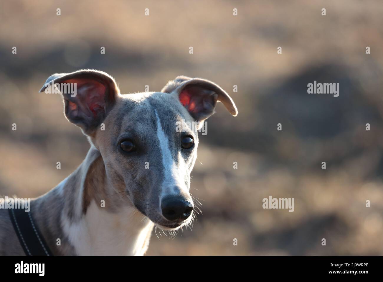 Calm whippet hi-res stock photography and images - Alamy