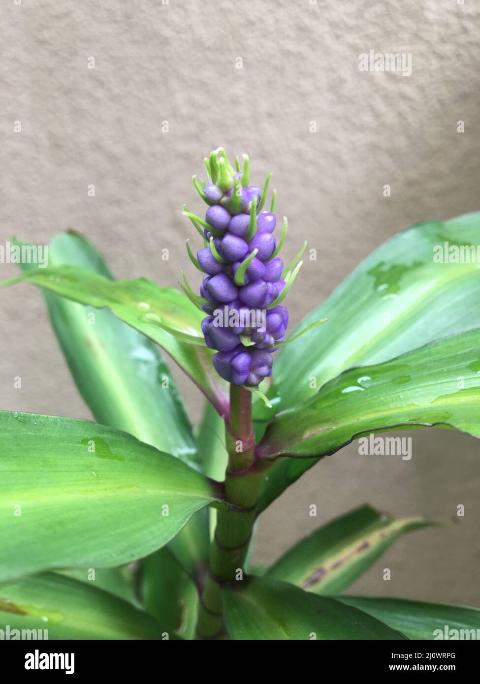 Flower of a Dichorisandra thyrsiflora Stock Photo - Alamy