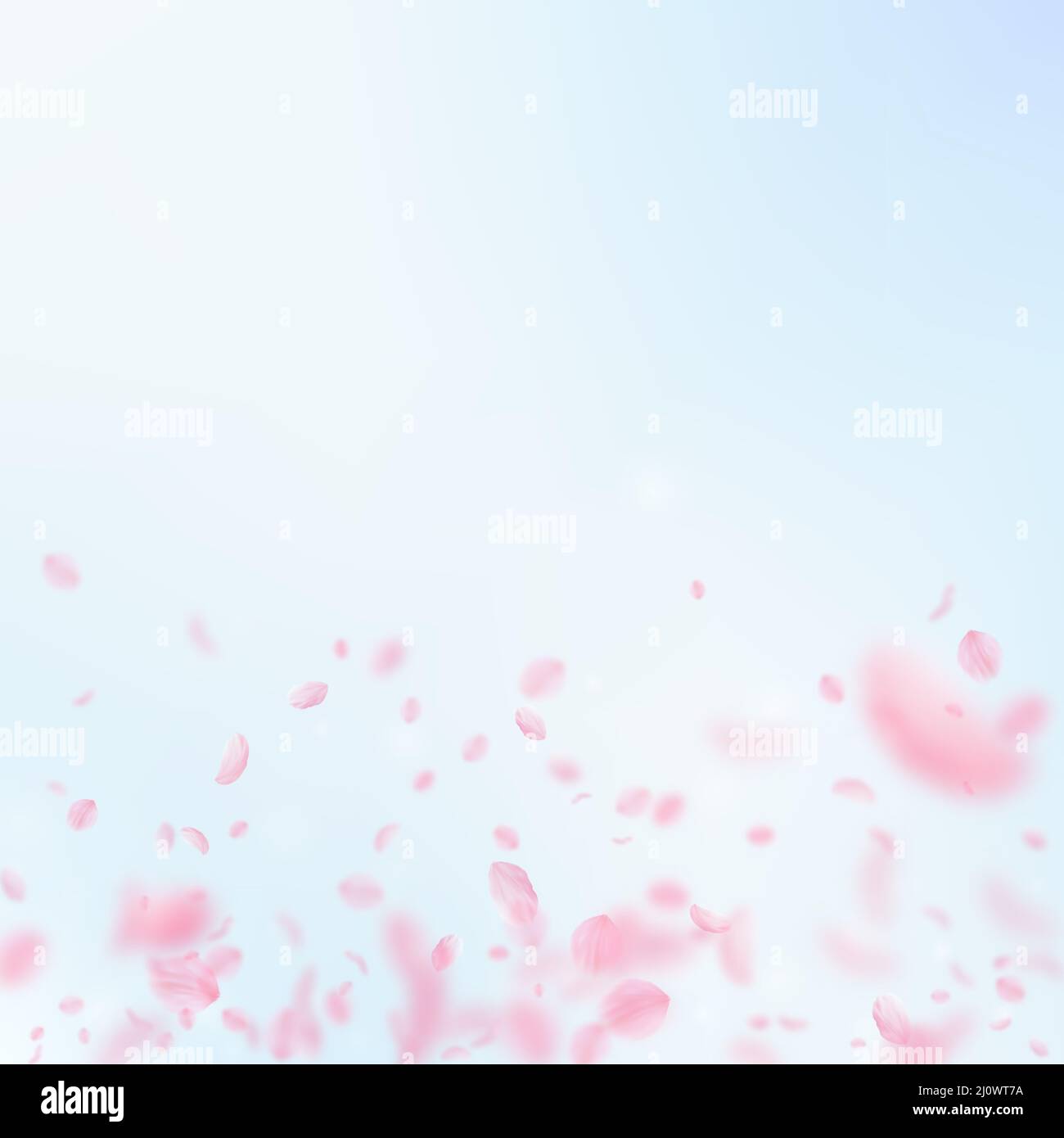 Sakura petals falling down. Romantic pink flowers gradient. Flying ...