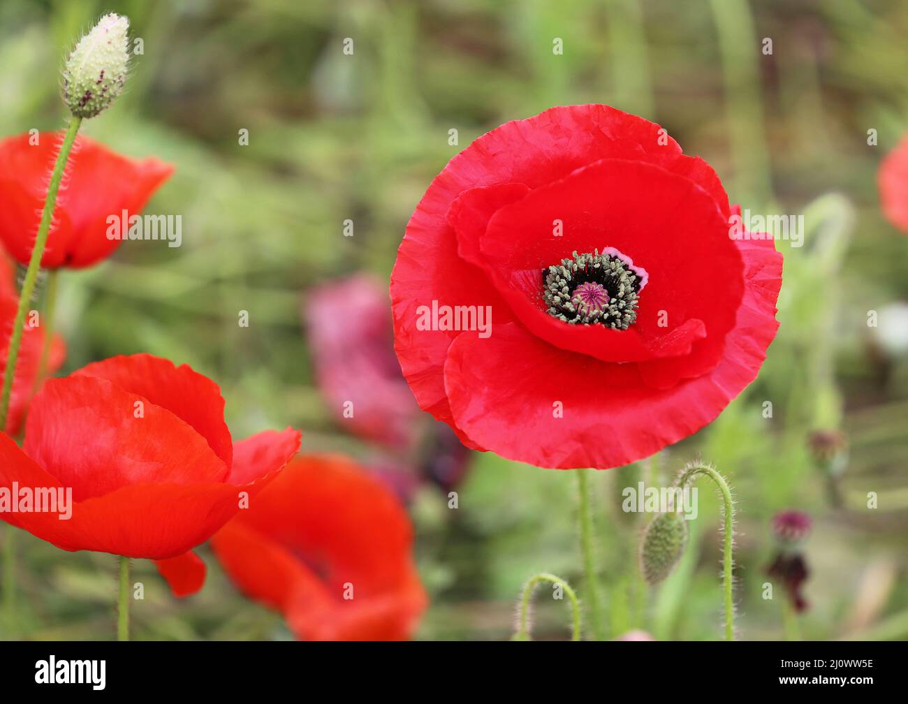 Red flower flowers hi-res stock photography and images - Alamy
