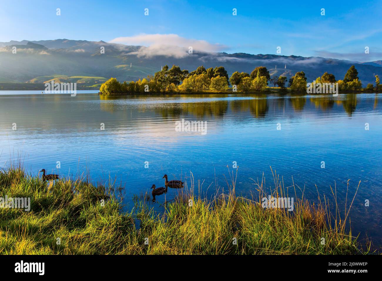 Smooth and ducks hi-res stock photography and images - Alamy