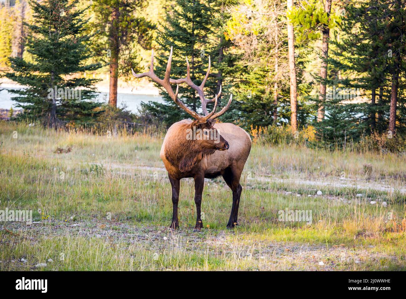 Indian forest hi-res stock photography and images - Alamy