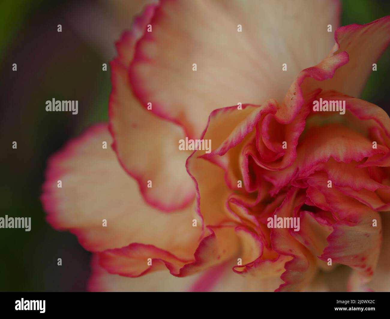 Curvaceous Magenta and Cream Carnation Stock Photo - Alamy
