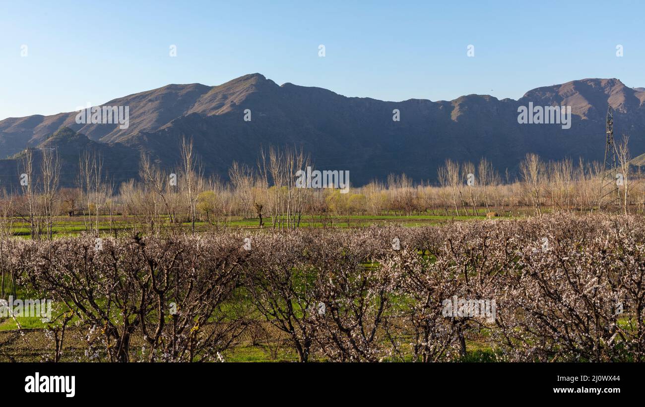 Apricot trees pakistan hi-res stock photography and images - Alamy