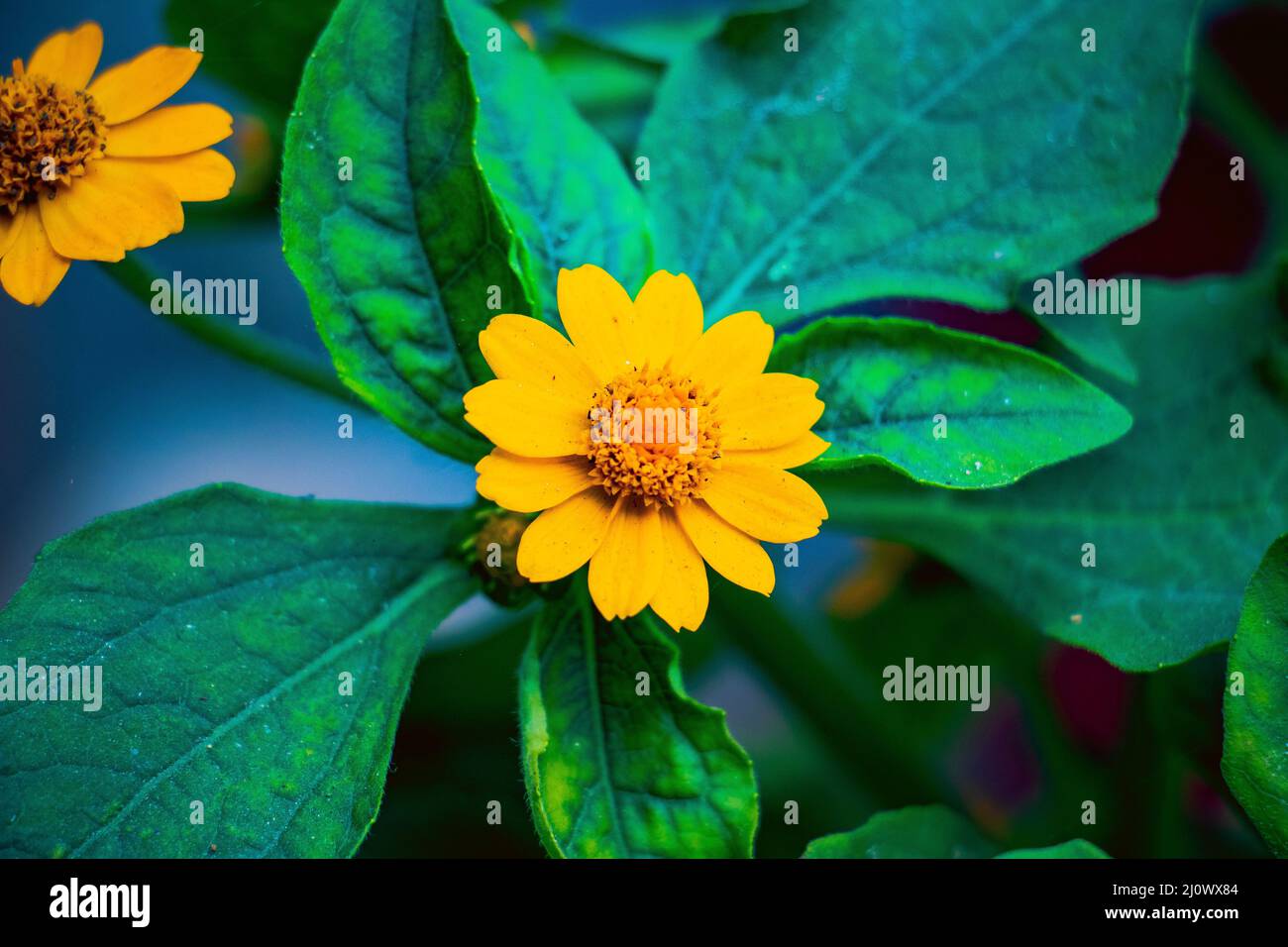 A beautiful portrait of Butter Daisy (Melampodium Paludosum) flower ...