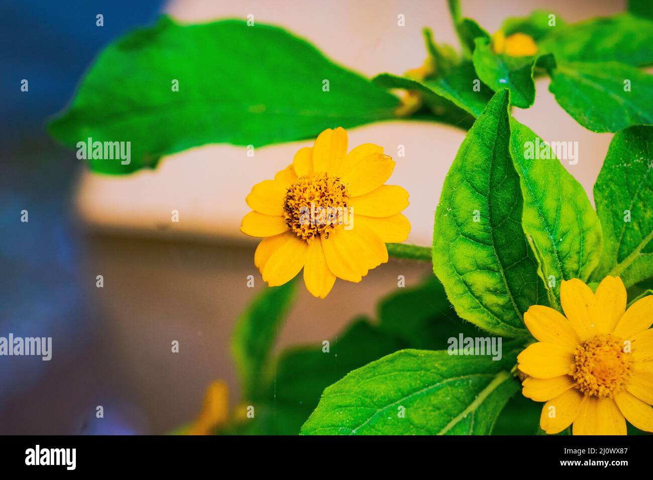 Landscape of Butter Daisy (Melampodium Paludosum) flower on tree Stock ...