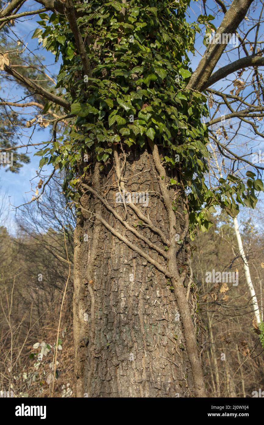 Common Ivy (Hedera helix) clinging on a tree trunk in the forest. The ...