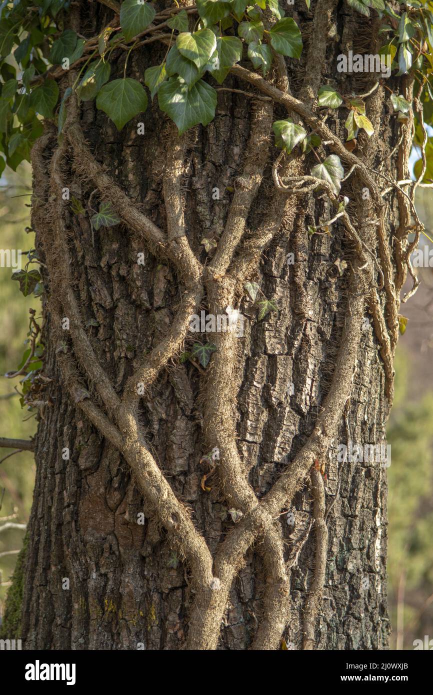 Hedera helix roots adventitious hi-res stock photography and images - Alamy