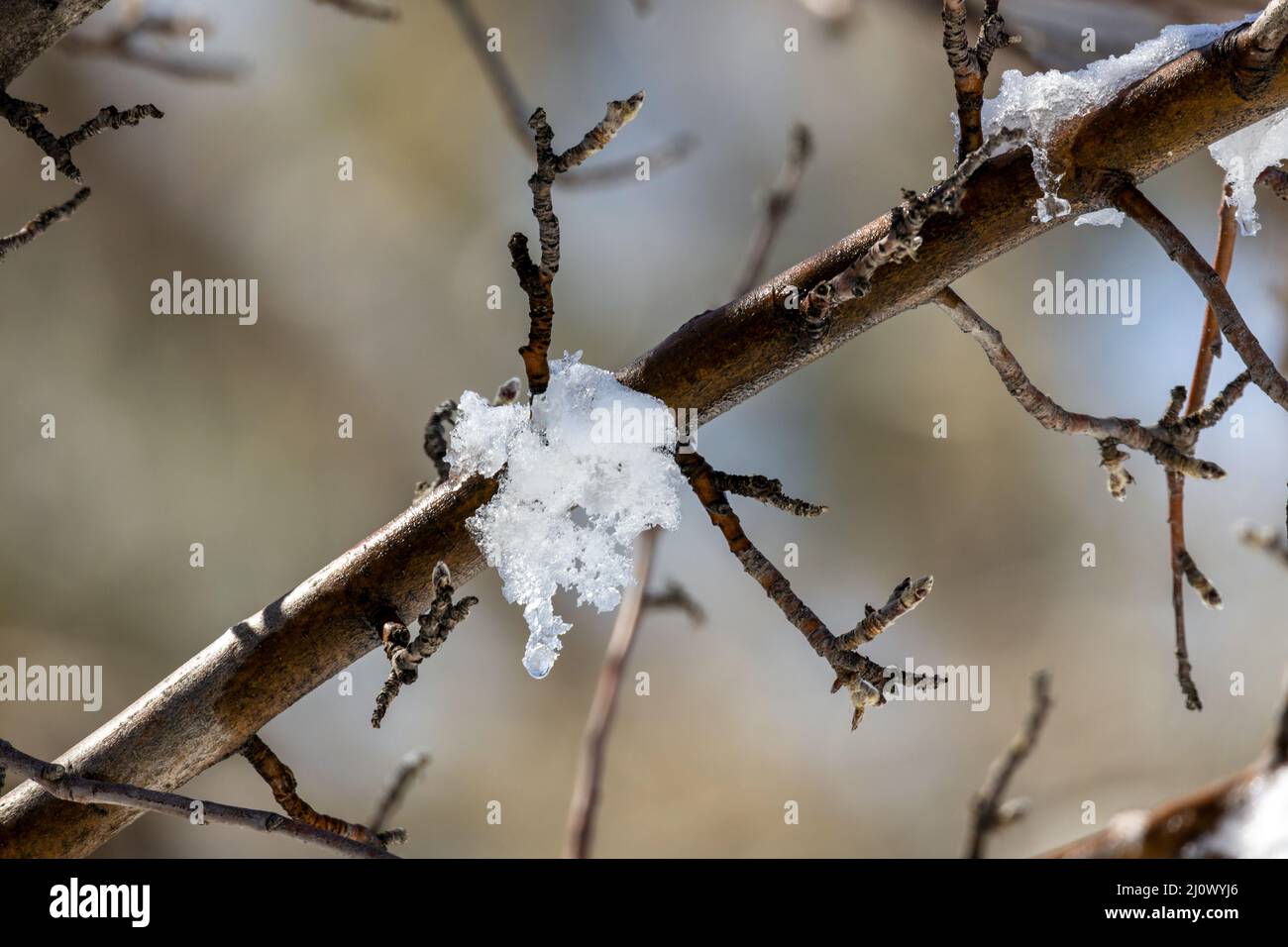 Dark branches with buds covered by melted snow. Spring background Stock ...