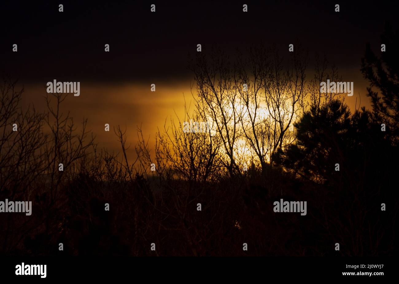 Rising orange moon with tree branch silhouettes on the cloudy night sky ...
