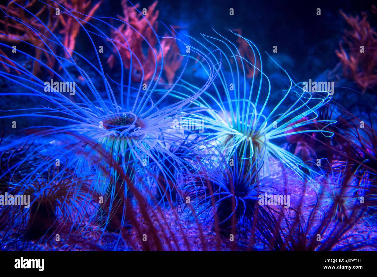 Sea anemone on a coral reef Stock Photo - Alamy