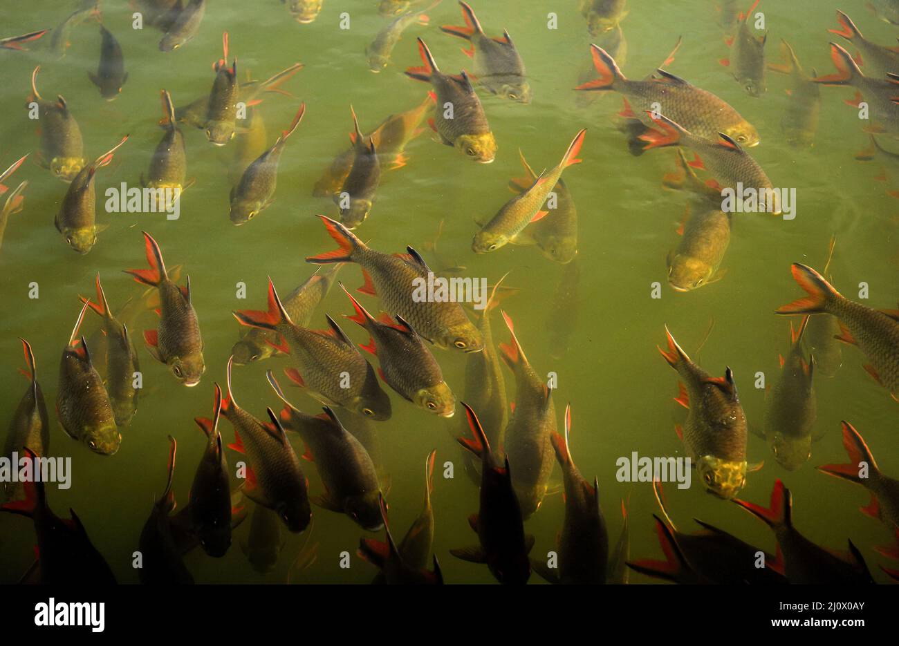 Kanchanaburi, Thailand. 21st Feb, 2022. View of fresh water fish under ...
