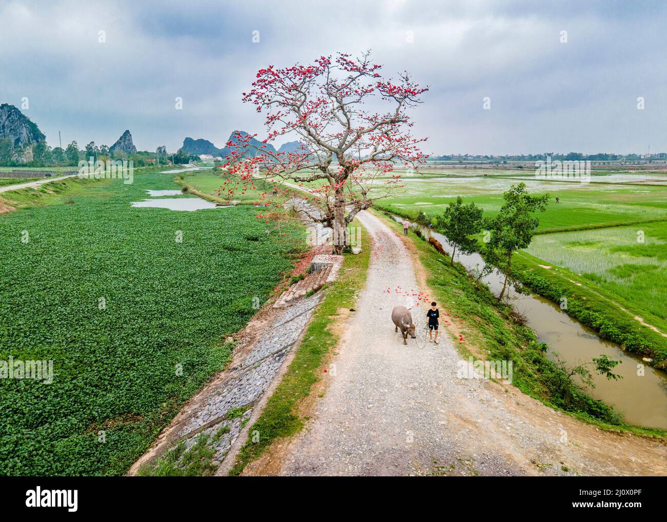 Nice bonsai hi-res stock photography and images - Alamy