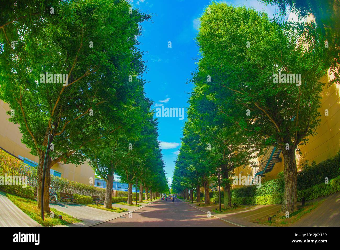 Ginkgo tree-lined streets of fresh green (Akishima Stock Photo - Alamy