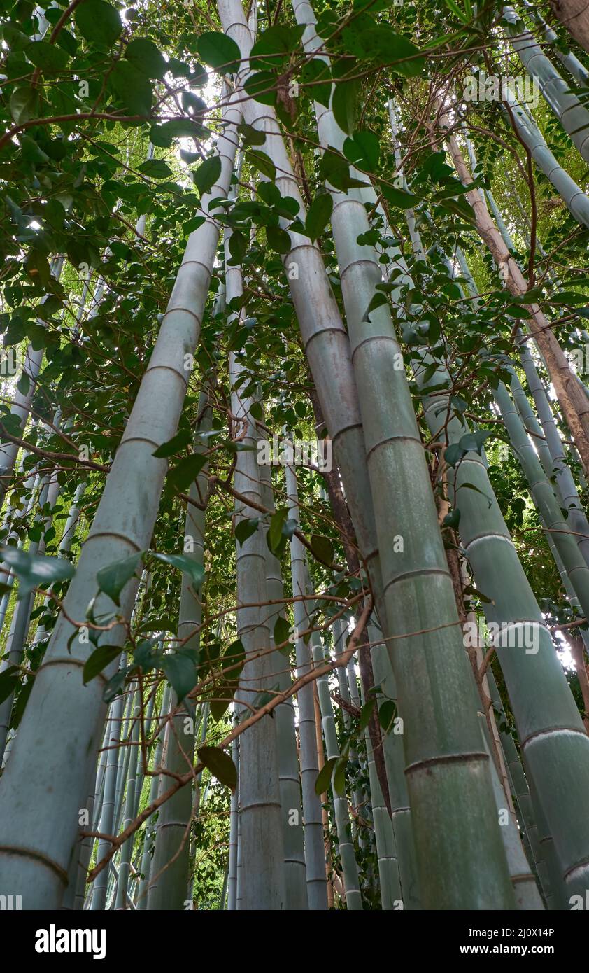 Bamboo grove forest. Nagoya. Japan Stock Photo - Alamy