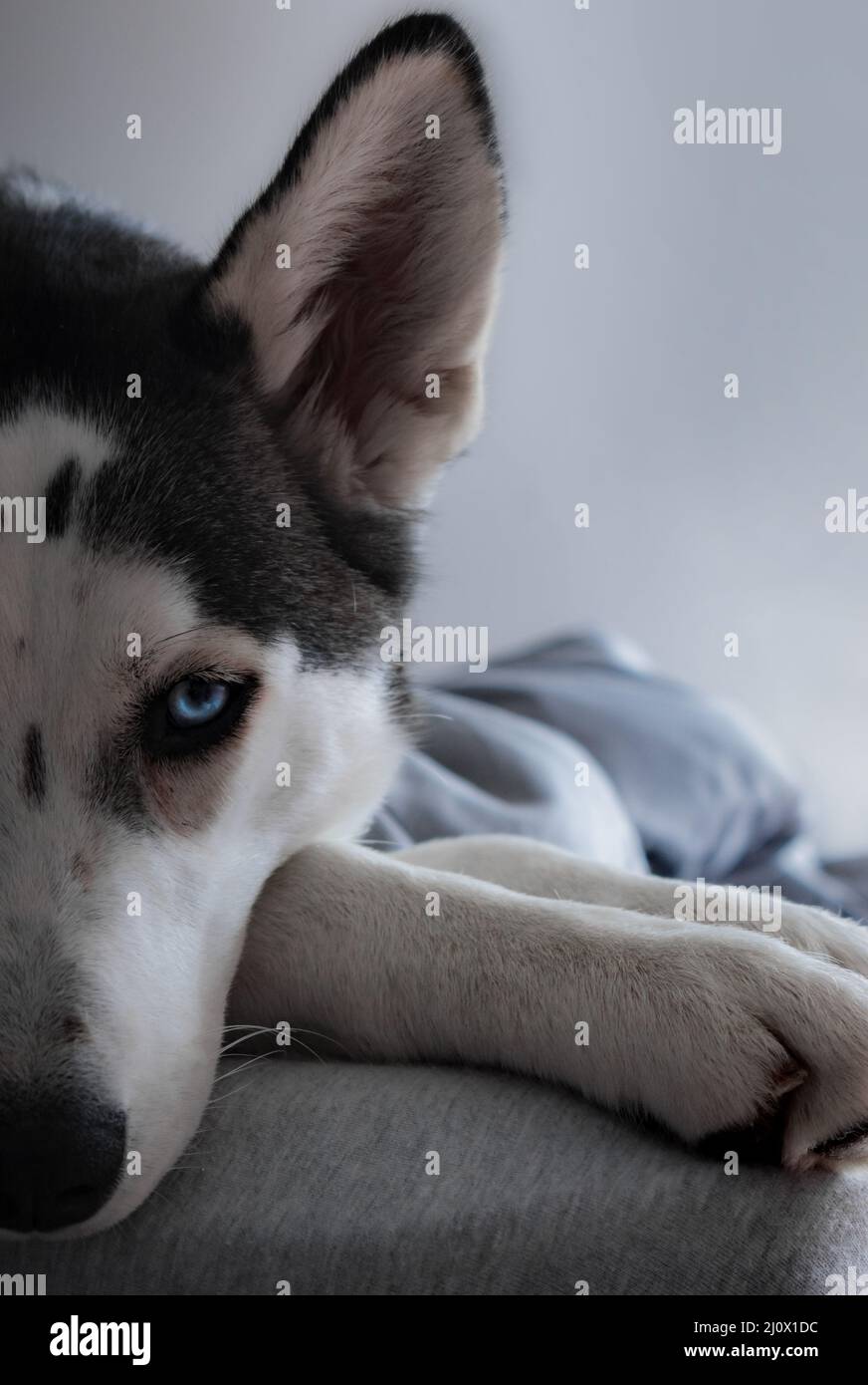 Vertical shot of a Siberian Husky half face resting on a sofa Stock ...