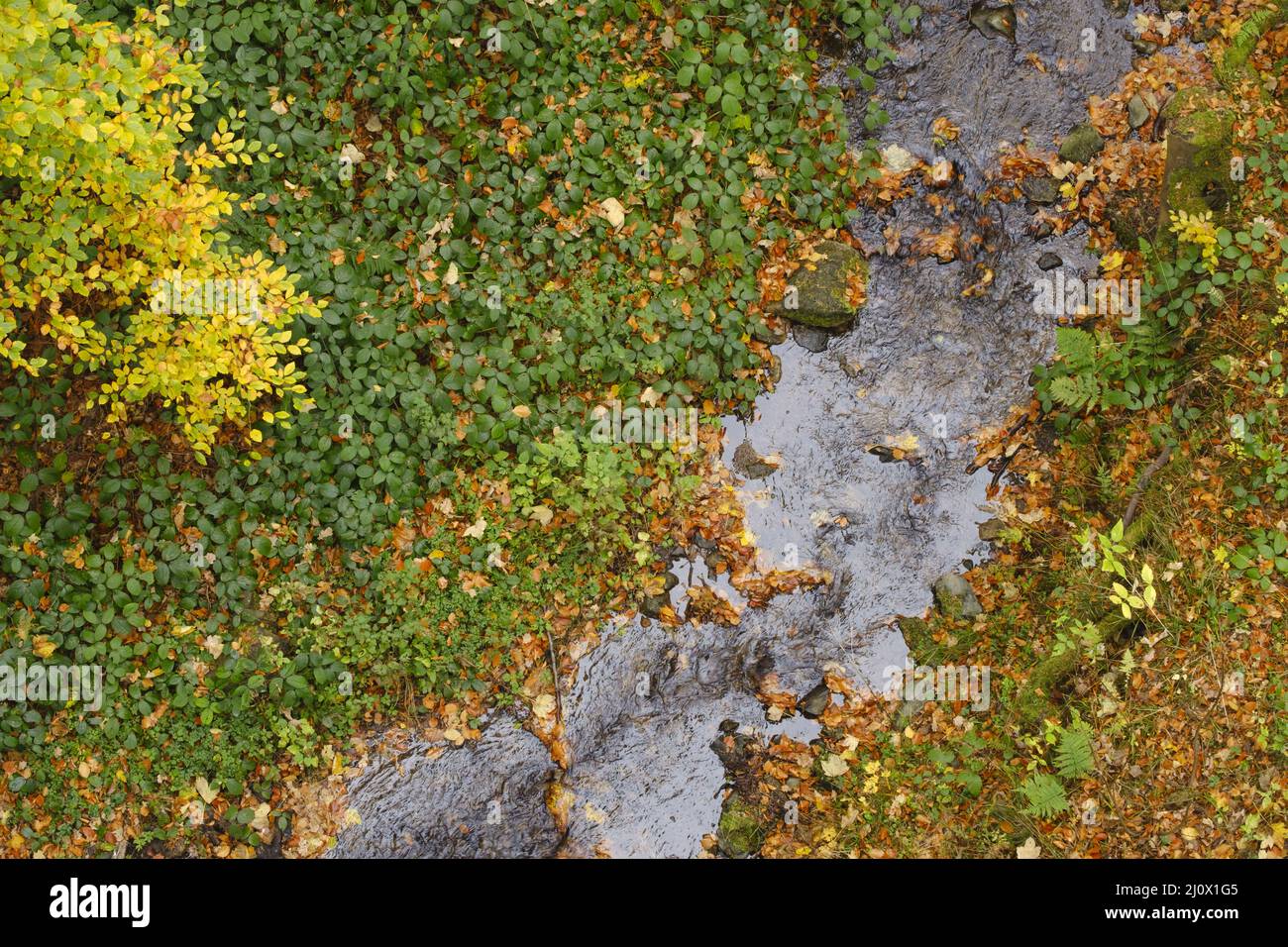 Brook through the forest hi-res stock photography and images - Alamy
