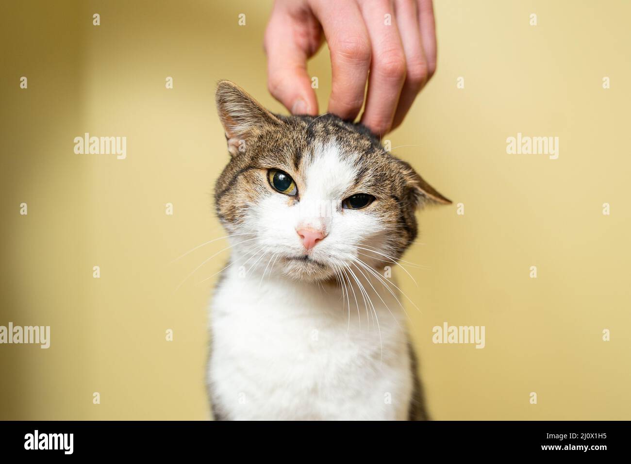 Close-up hand of a volunteer stroking a cute stray cat. The concept of ...