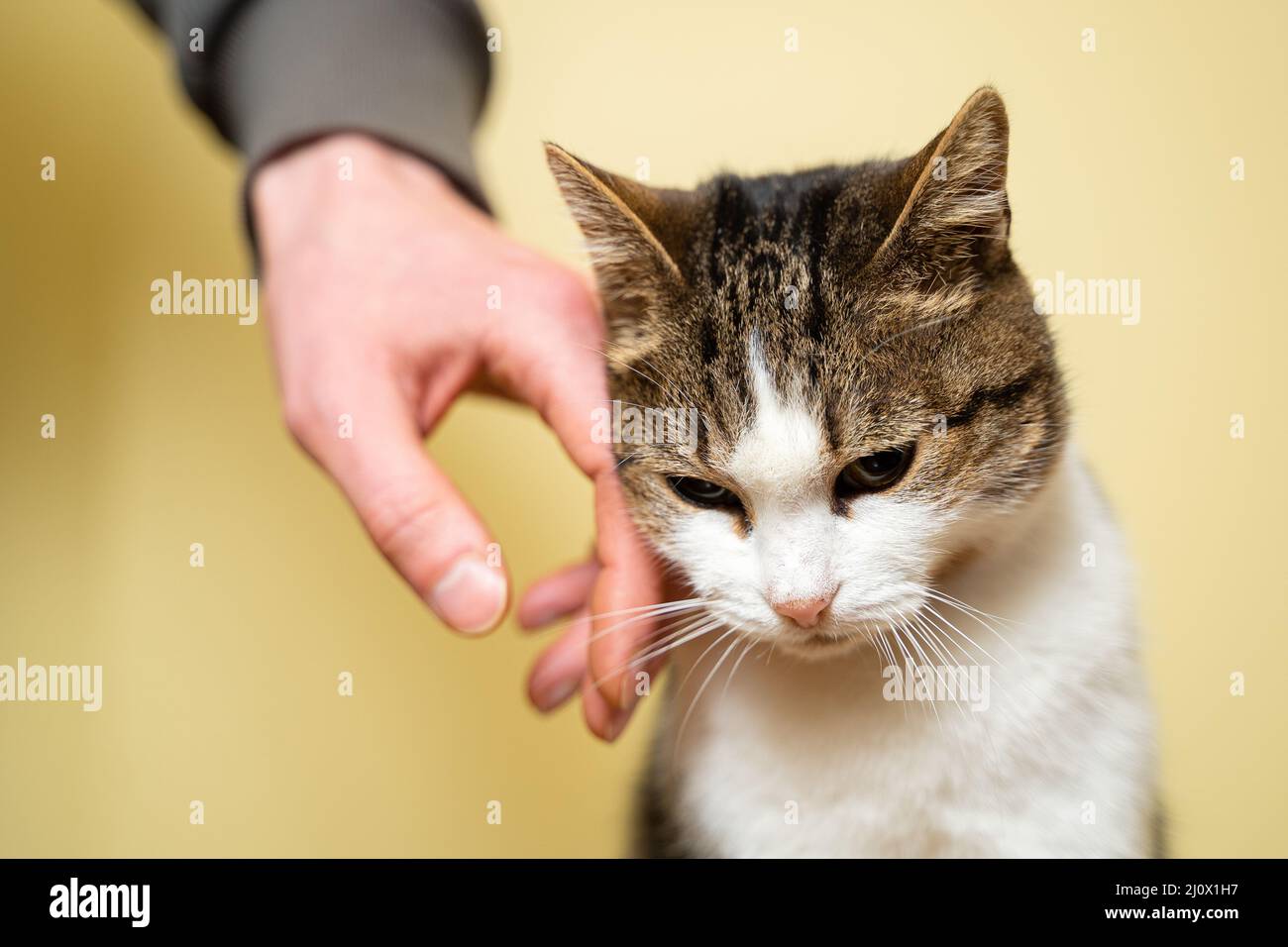 Close-up hand of a volunteer stroking a cute stray cat. The concept of ...