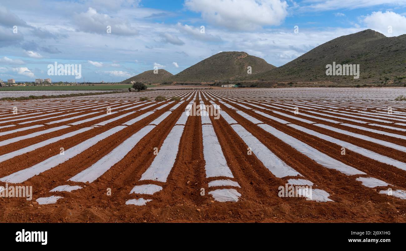 A landscape view of freshly tilled and planted field with plastic ...