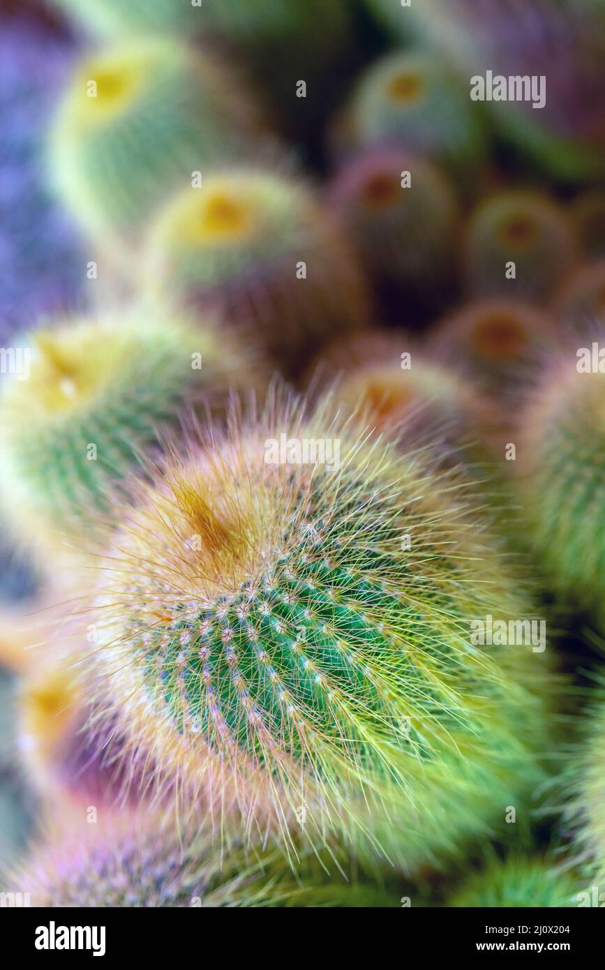 Prickly summer plant hi-res stock photography and images - Alamy