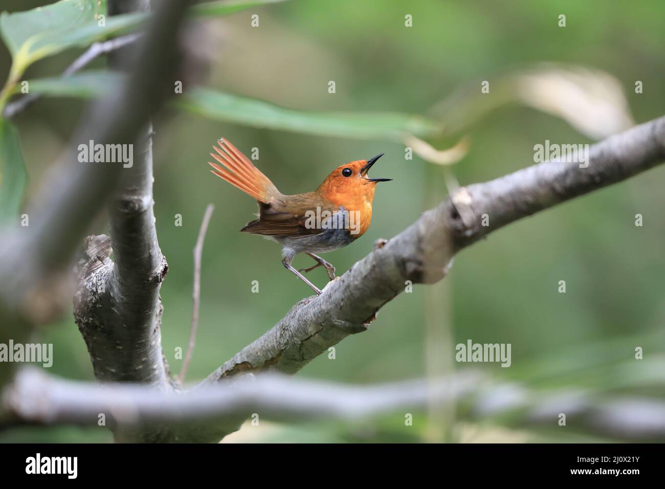 Japanese robin (Luscinia akahige) male in Japan Stock Photo - Alamy